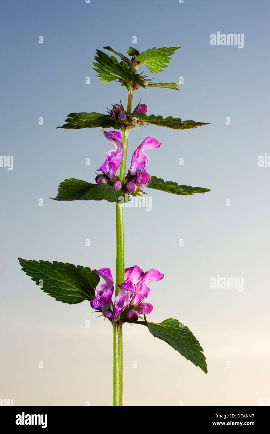 Deadnettle species hi-res stock photography and images - Alamy