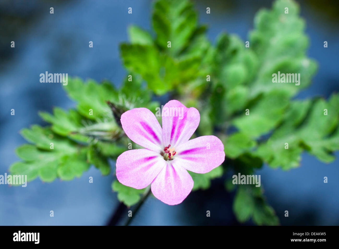 Herb Robert, Bloodwort, Dragon's Blood, Fox Geranium, Herb-Robert, Herb ...