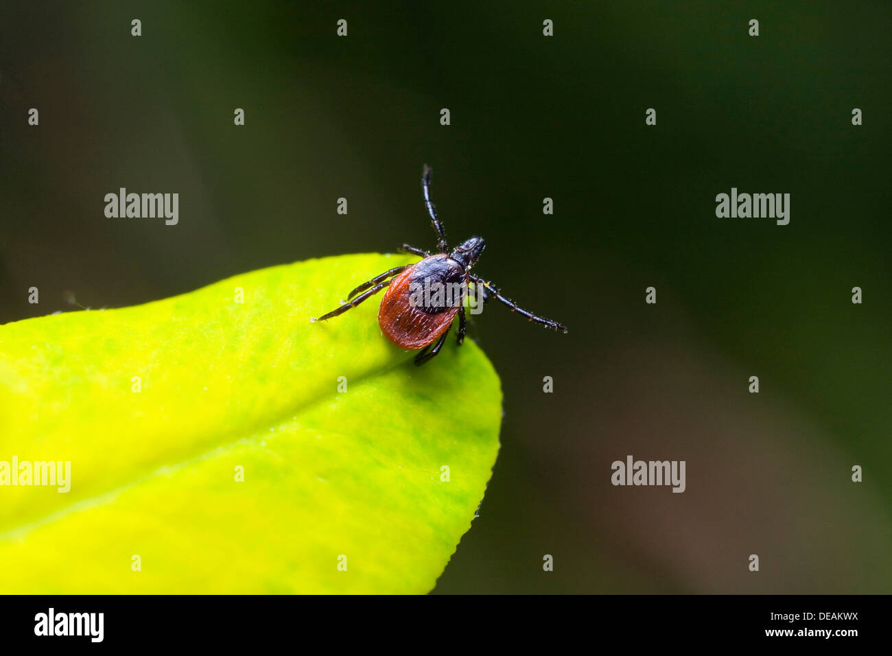 Ixodes tick hi-res stock photography and images - Alamy