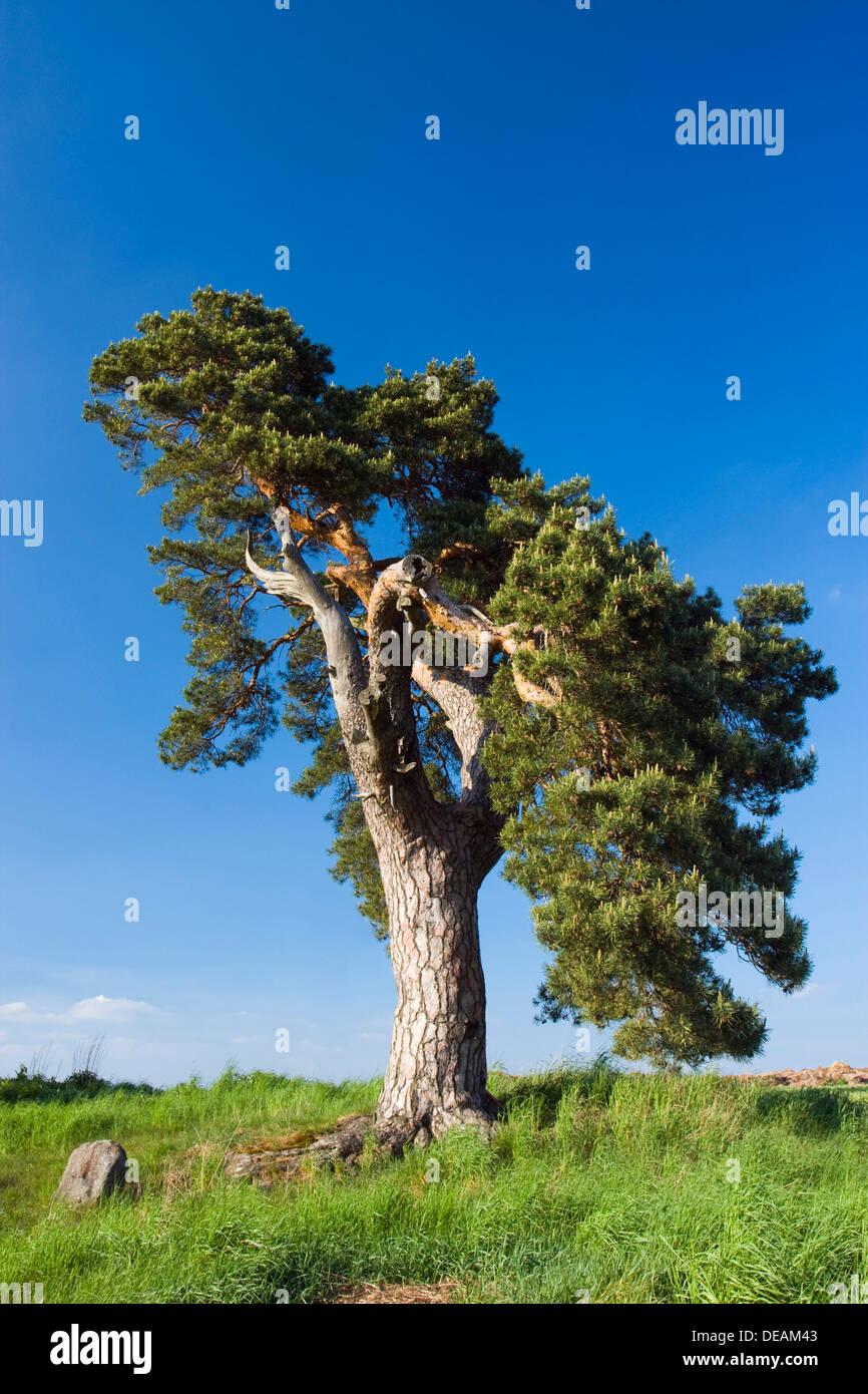 Pond pine tree hi-res stock photography and images - Alamy