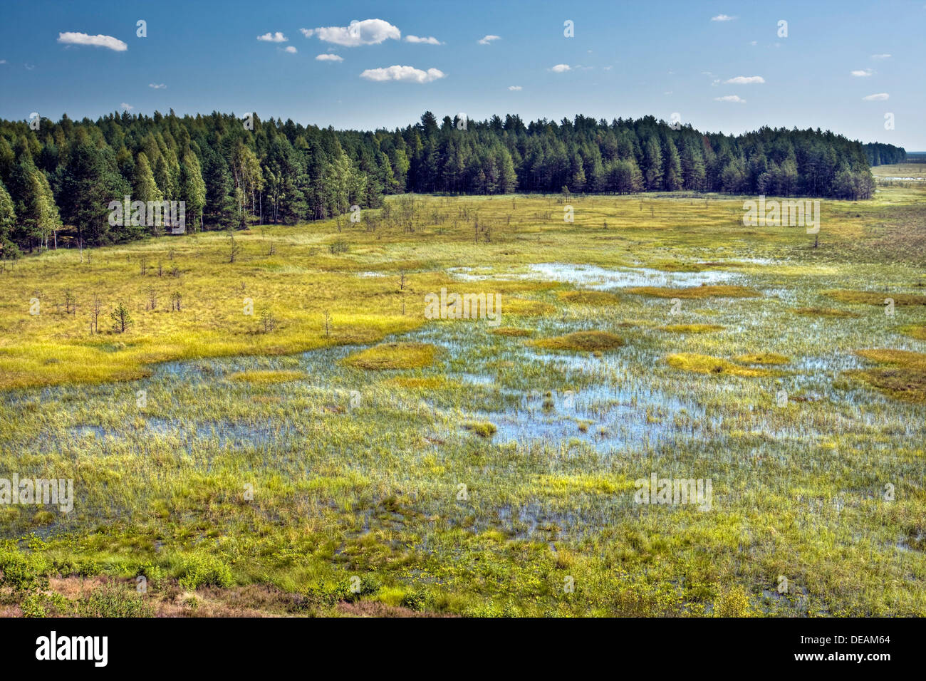 Marshes in Cepkeliu National Nature Reserve, Lithuania, Europe Stock ...