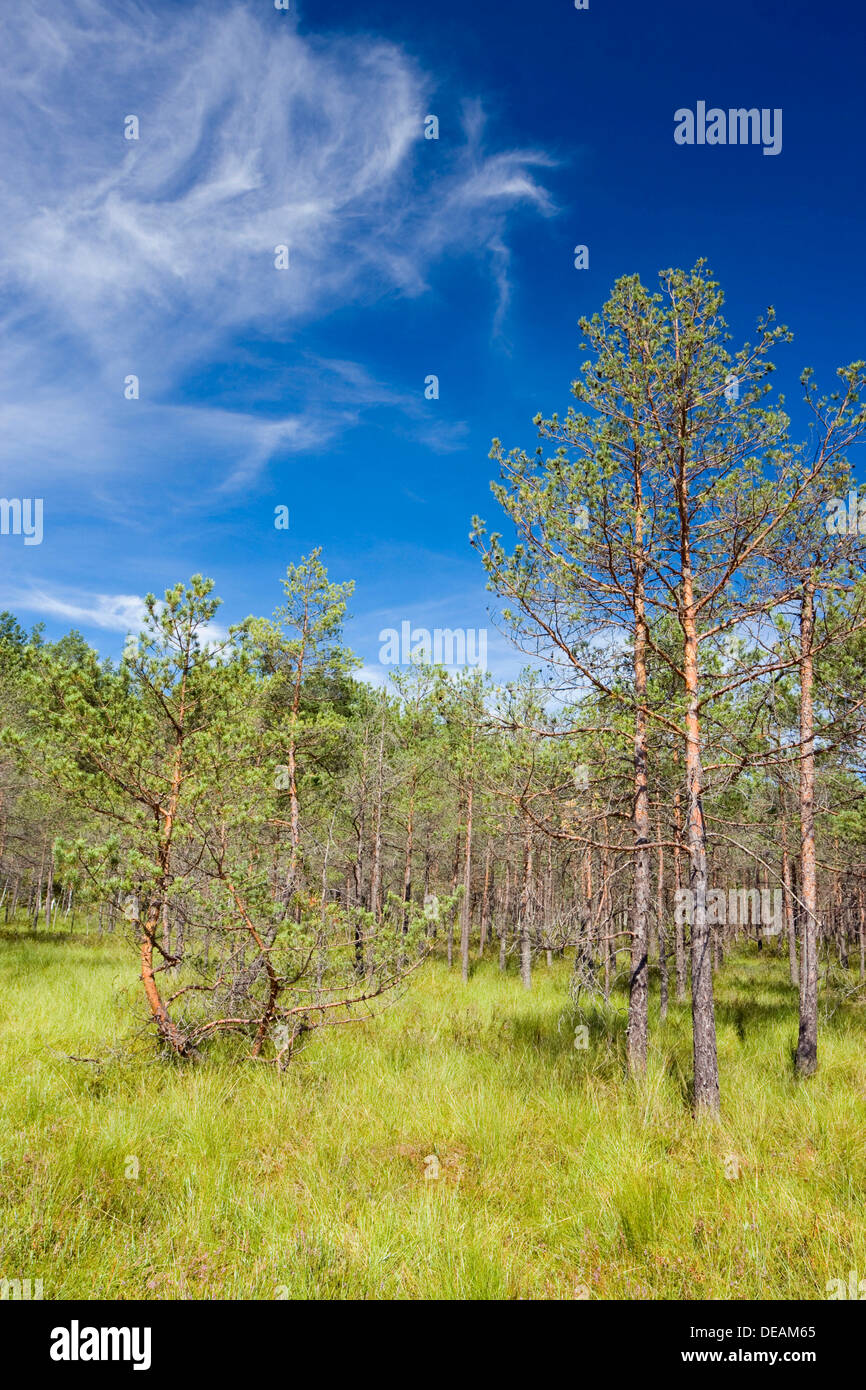 Lithuanian nature hi-res stock photography and images - Alamy