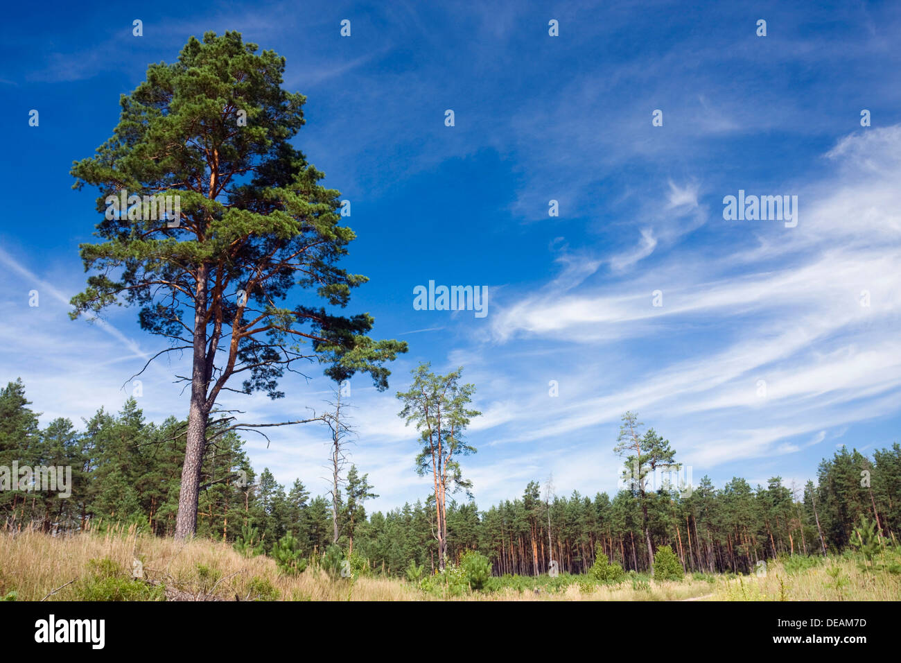 Lithuanian nature hi-res stock photography and images - Alamy