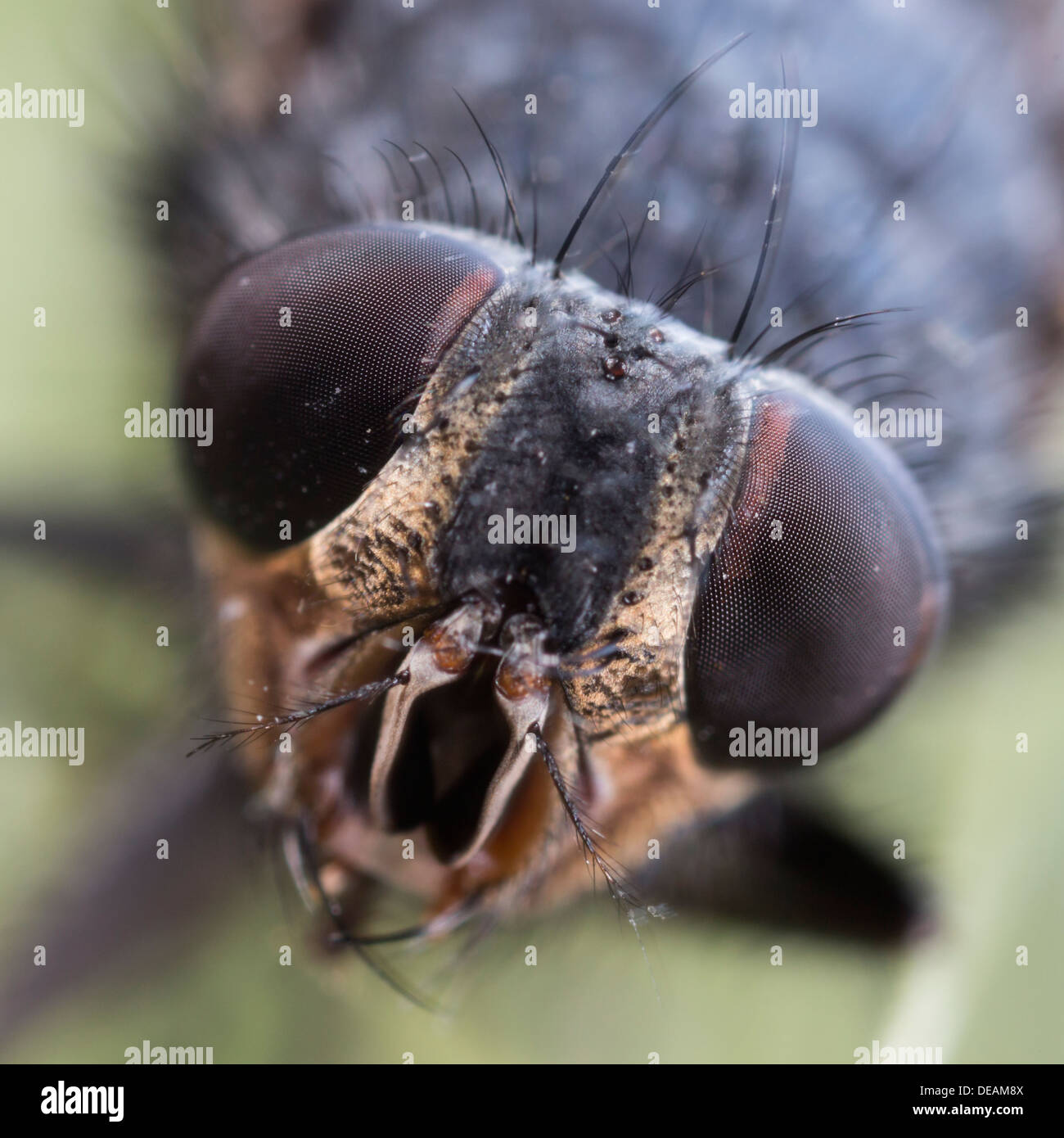 Fly insect eyes hi-res stock photography and images - Alamy