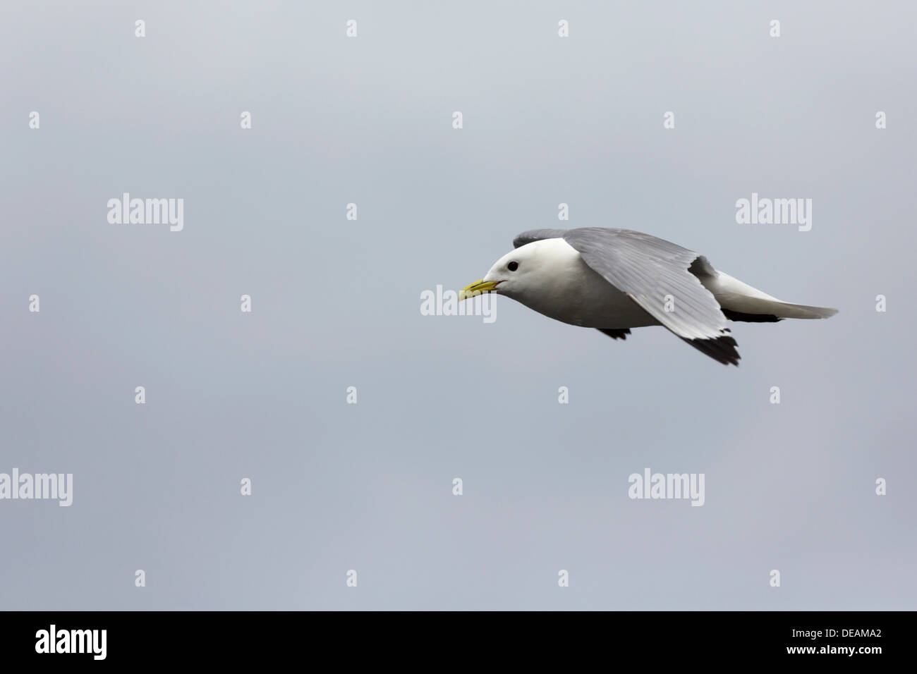 Kittiwake in flight Stock Photo - Alamy