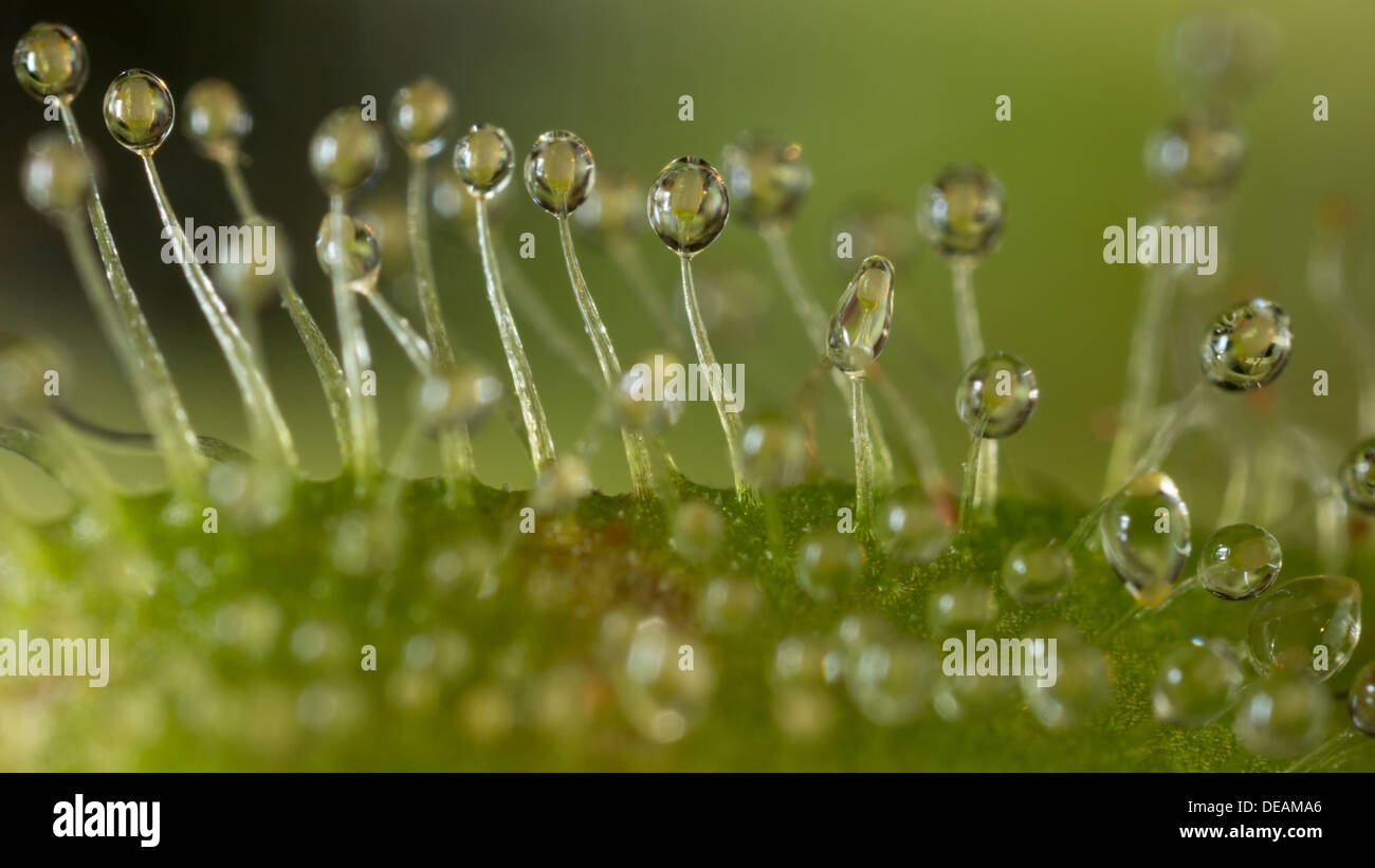 Mucous secretion cells hi-res stock photography and images - Alamy