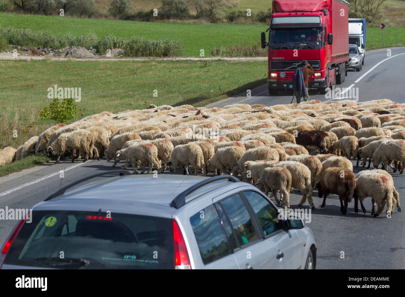 Romania Transylvania Sheep block E60 main road at Rupea Stock Photo - Alamy