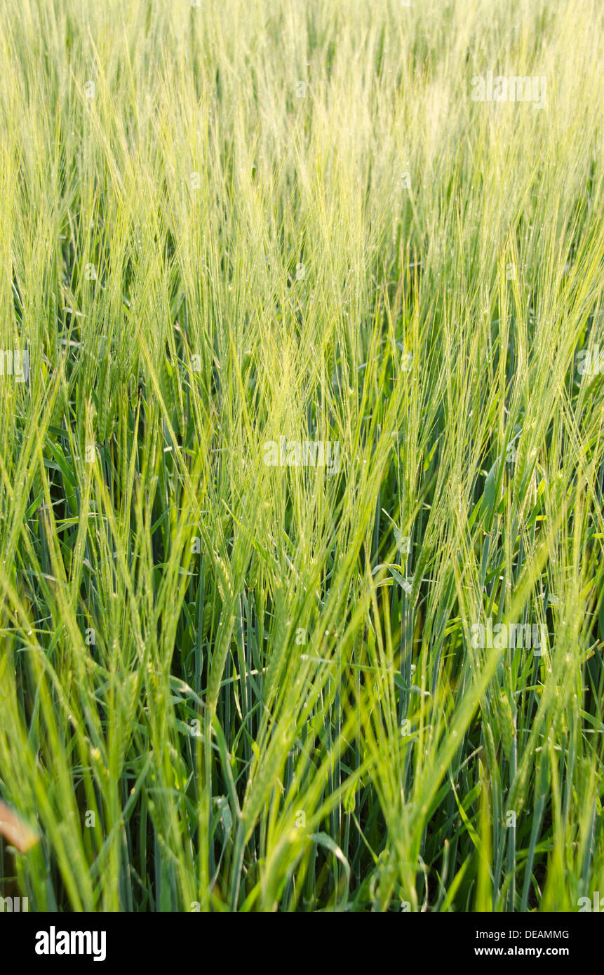 Growing barley in space hi-res stock photography and images - Alamy