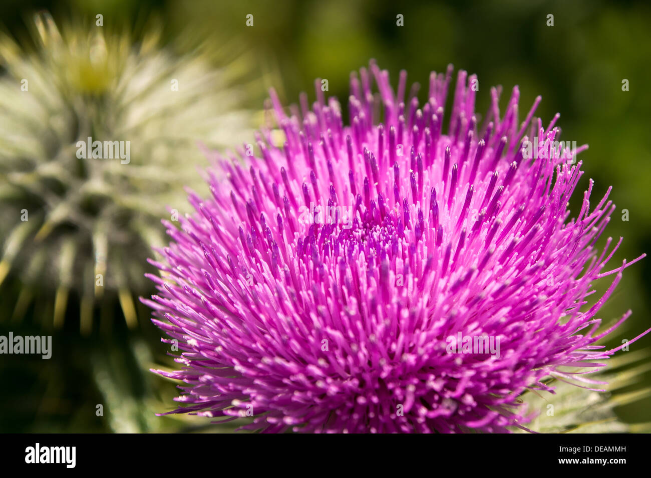Thistle in Bloom Close Up Stock Photo - Alamy