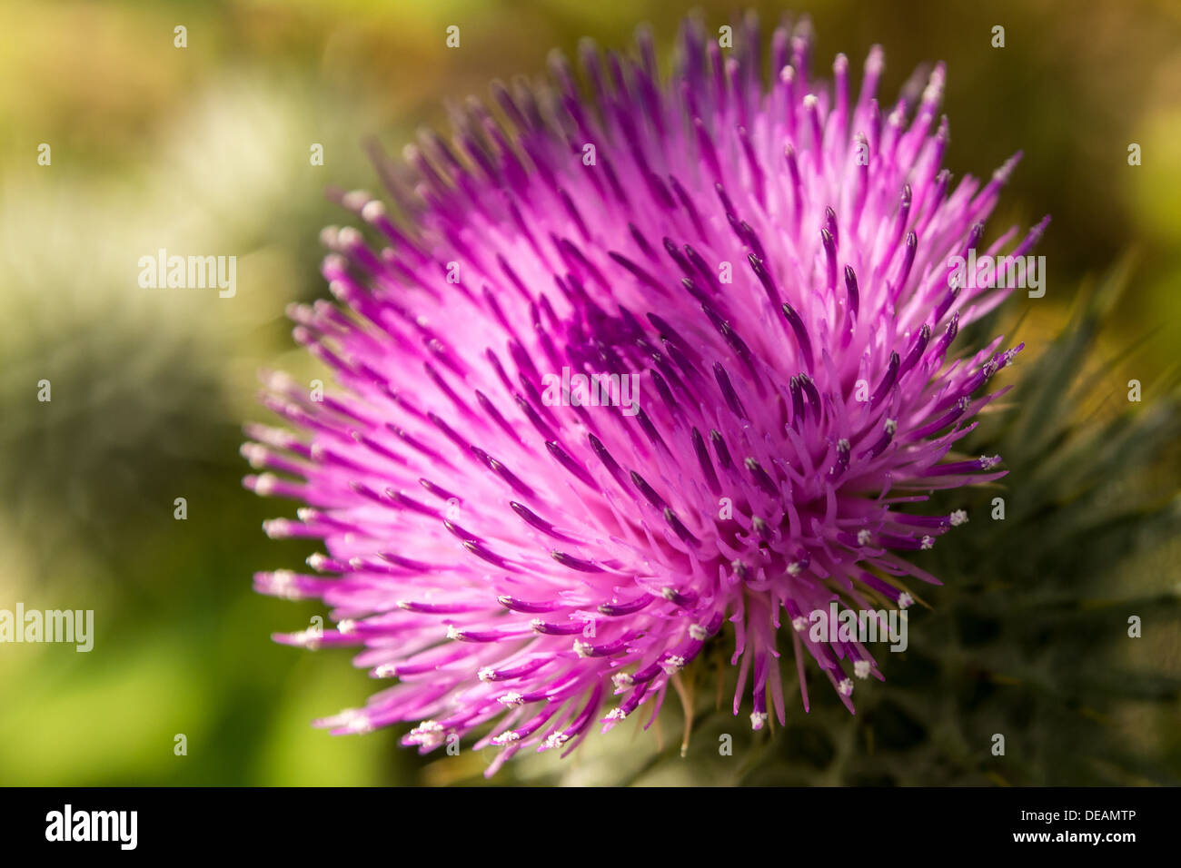 Native thistle hi-res stock photography and images - Alamy