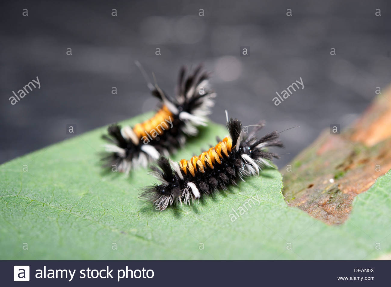 Milkweed Tussock Moth Caterpillar High Resolution Stock Photography and ...