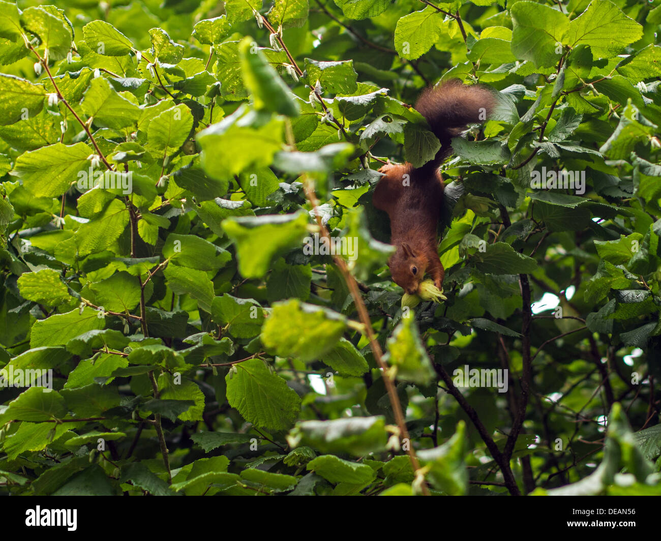 Red Squirrel Harvesting Hazel Nuts Stock Photo - Alamy