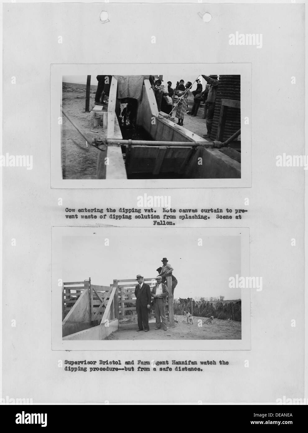 Dipping cattle hi-res stock photography and images - Alamy