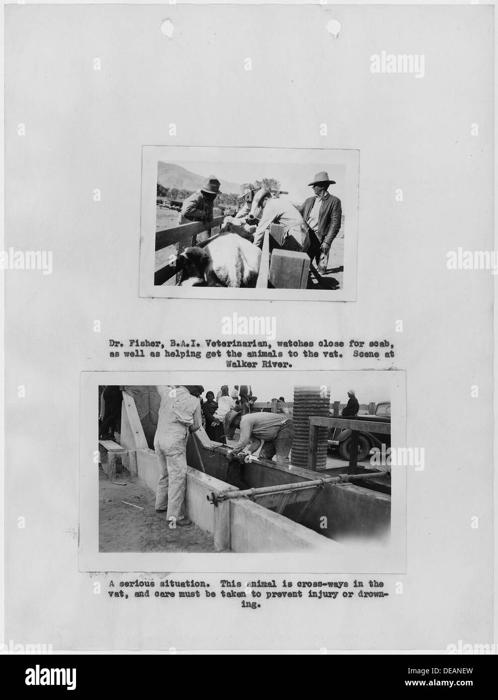 These photographs show cattle in a vat at Walker River, Nevada, taken ...