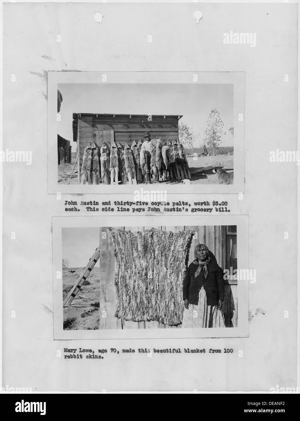 Coyote with rabbit hi-res stock photography and images - Alamy