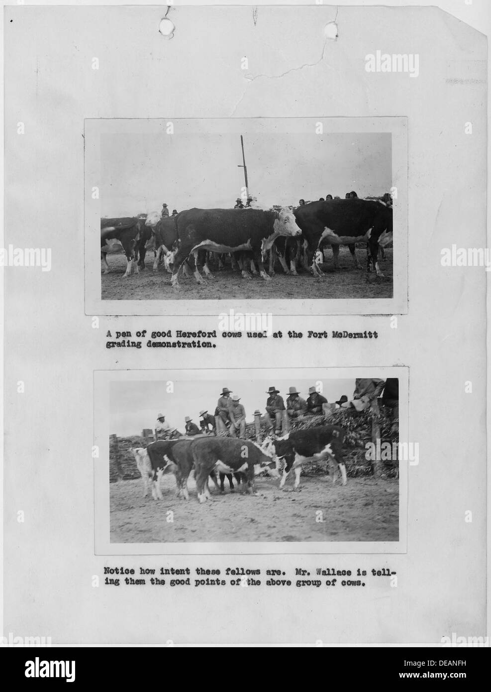 These photographs from the 1937 Carson Agency Annual document a cattle ...