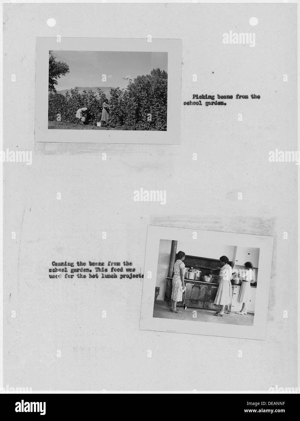 This photograph shows students picking and canning beans from the ...