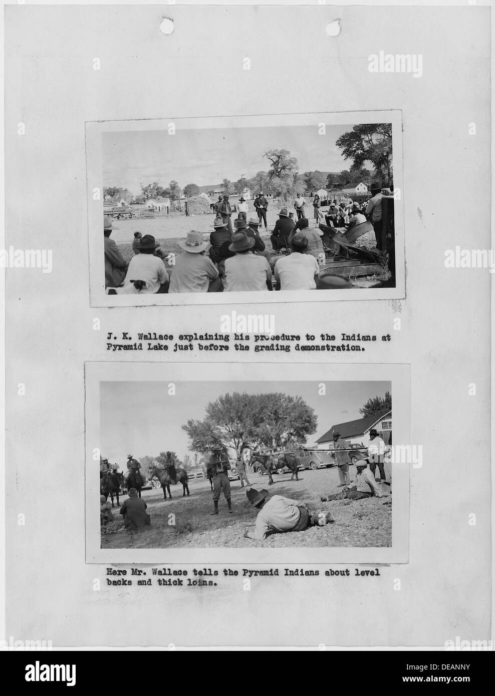 These photographs document a cattle grading demonstration at Pyramid ...