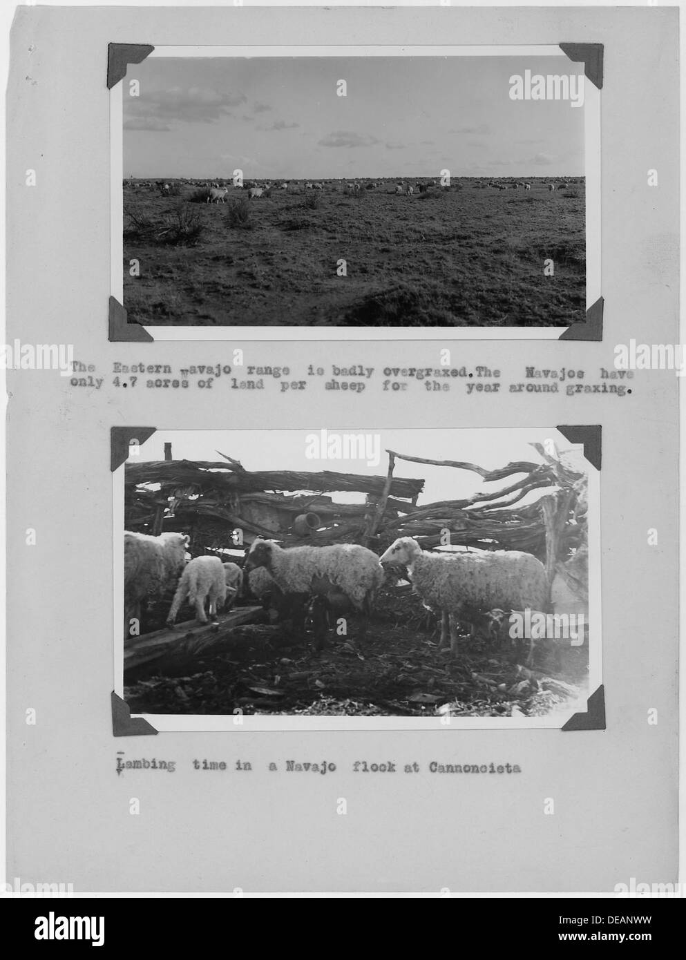 The Eastern Navajo Range is shown in photographs taken during lambing ...
