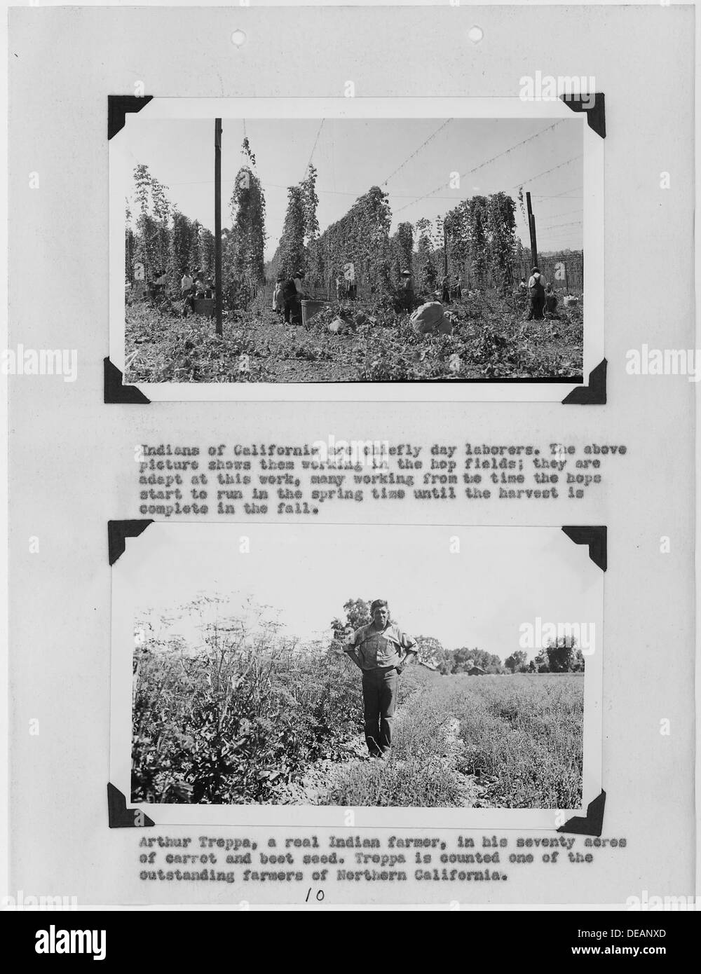 Photographs depicting Native American laborers working alongside farmer ...