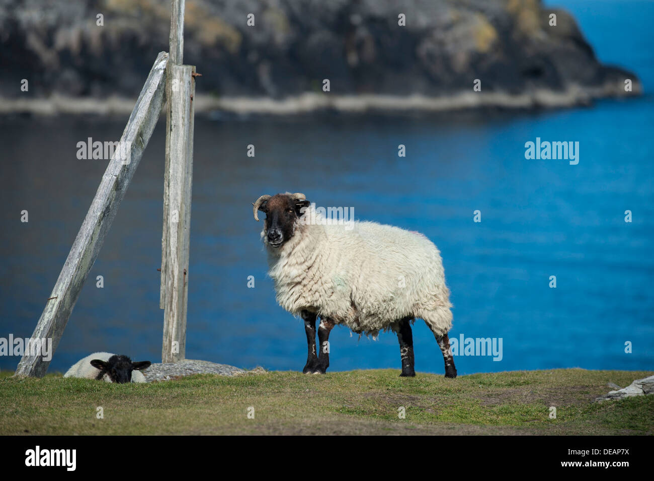 Black face lamb hi-res stock photography and images - Alamy