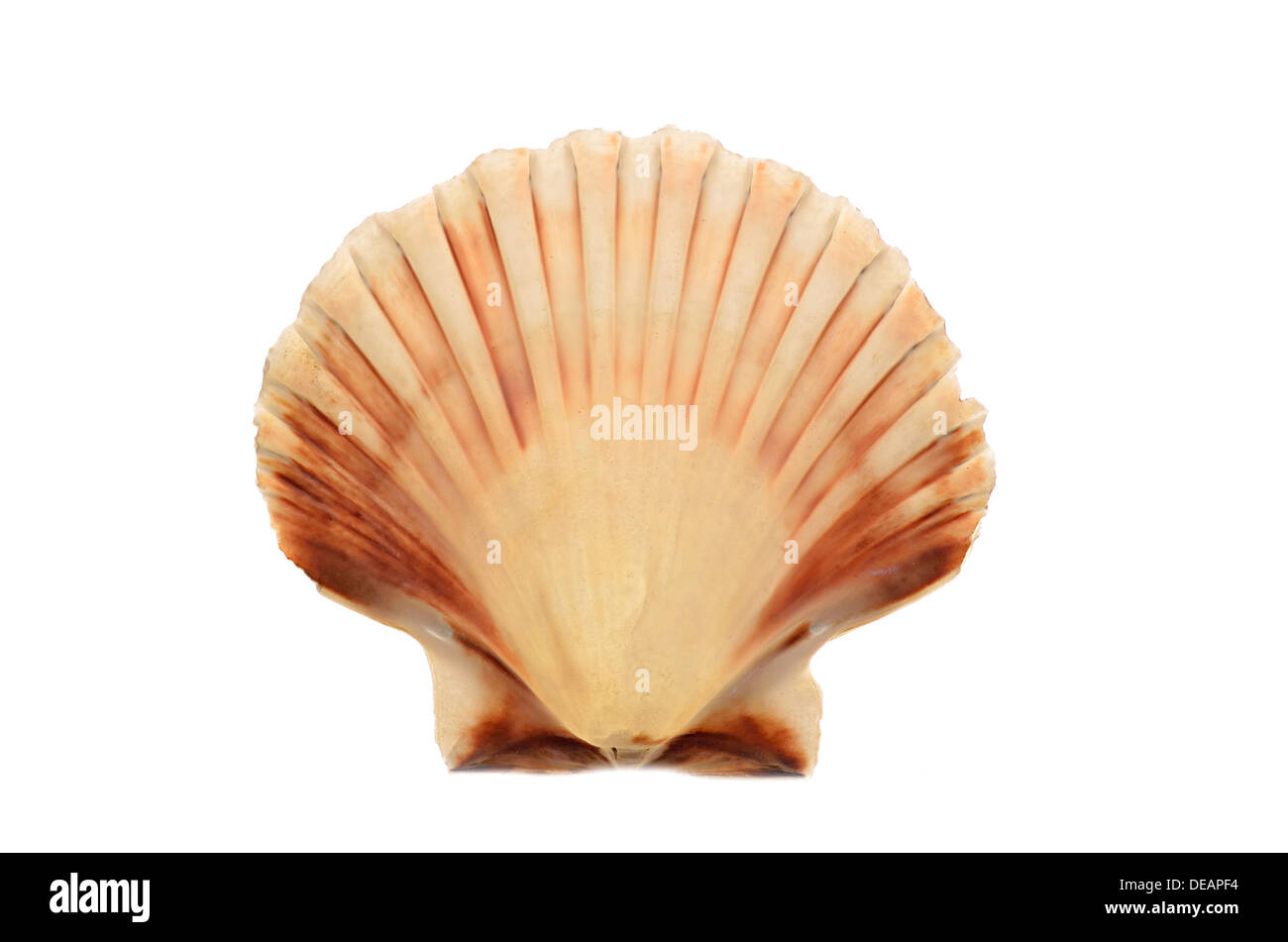 Scallop aquaculture hi-res stock photography and images - Alamy