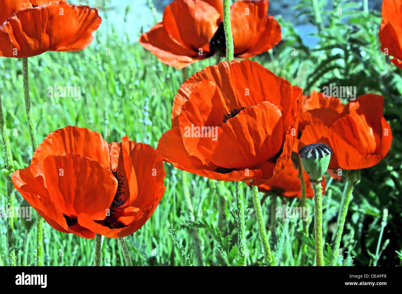 Poppy shape hi-res stock photography and images - Alamy