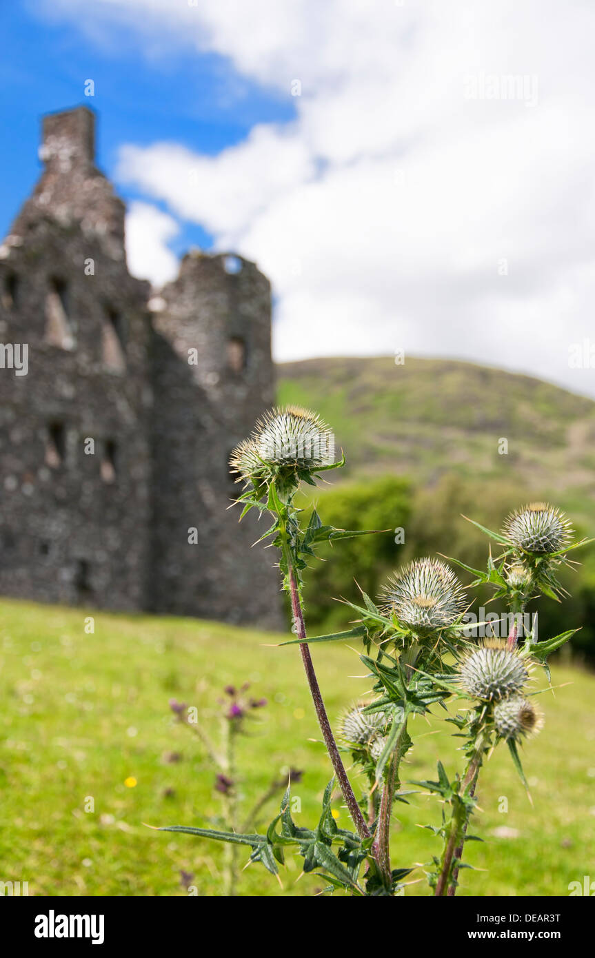 Thistle scotland emblem hi-res stock photography and images - Alamy
