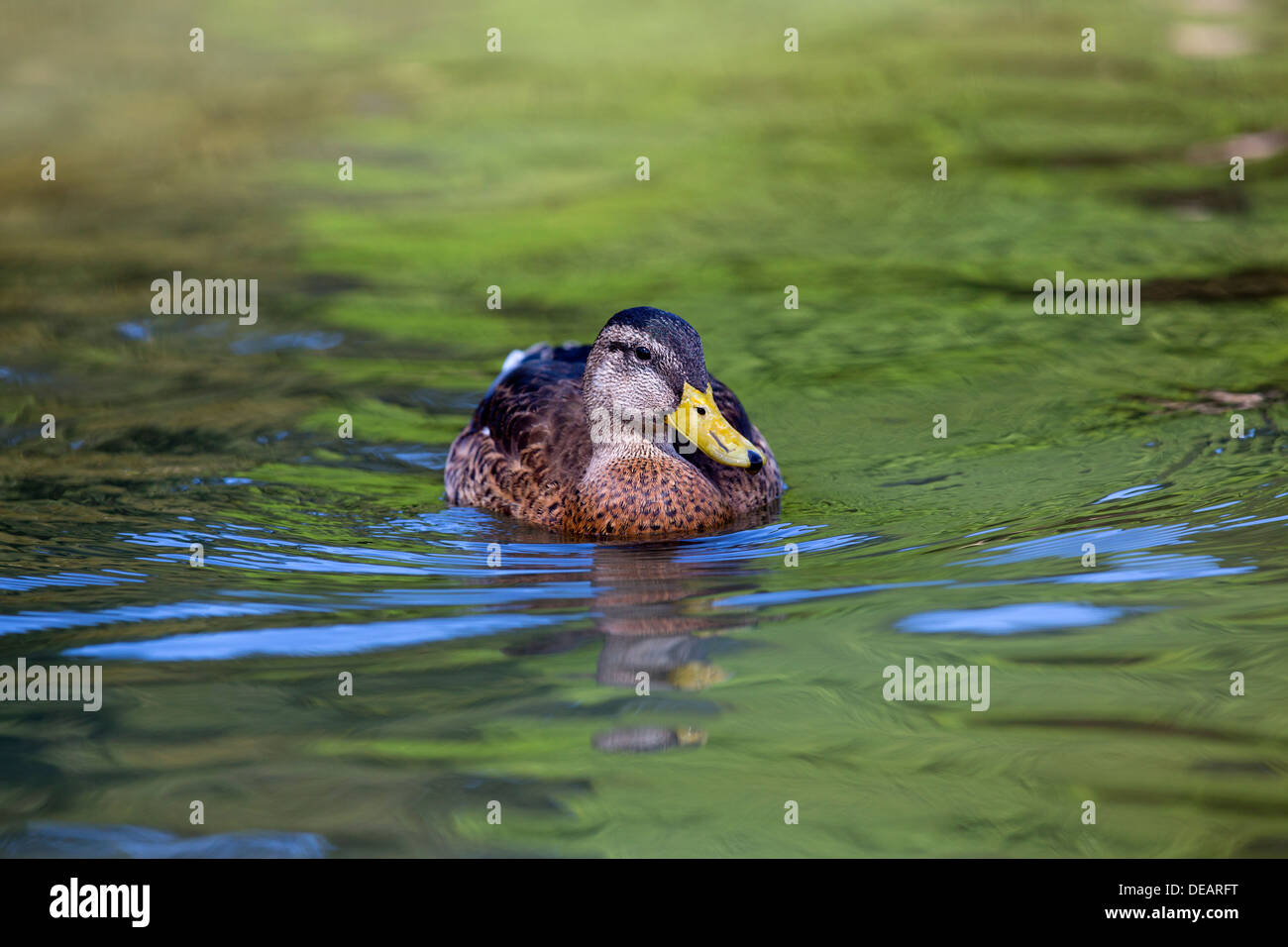 Mallard; Anas platyrhynchos; Drake; Eclipse Plummage; UK Stock Photo ...