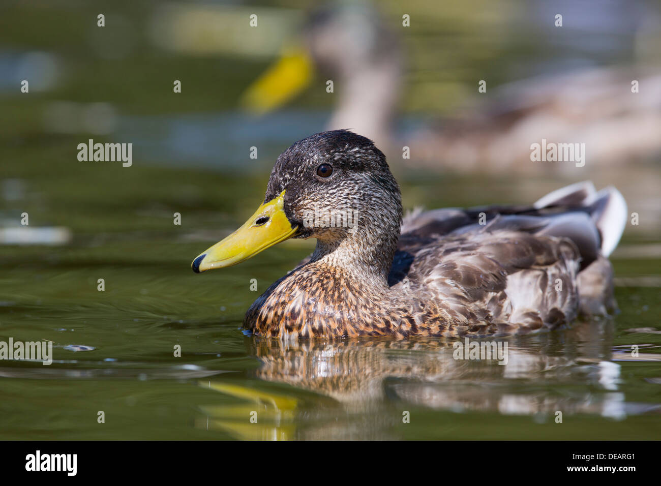 Mallard; Anas platyrhynchos; Drake; Eclipse Plumage; UK Stock Photo - Alamy