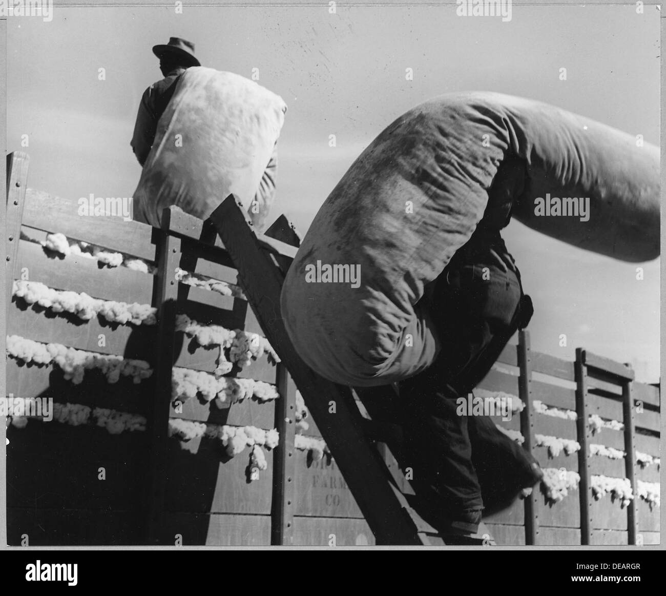 This image depicts cotton pickers in Pinal County, Arizona, carrying ...