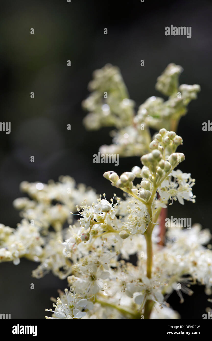 Meadowsweet; Filipendula ulmaria; Flower; Summer; UK Stock Photo - Alamy