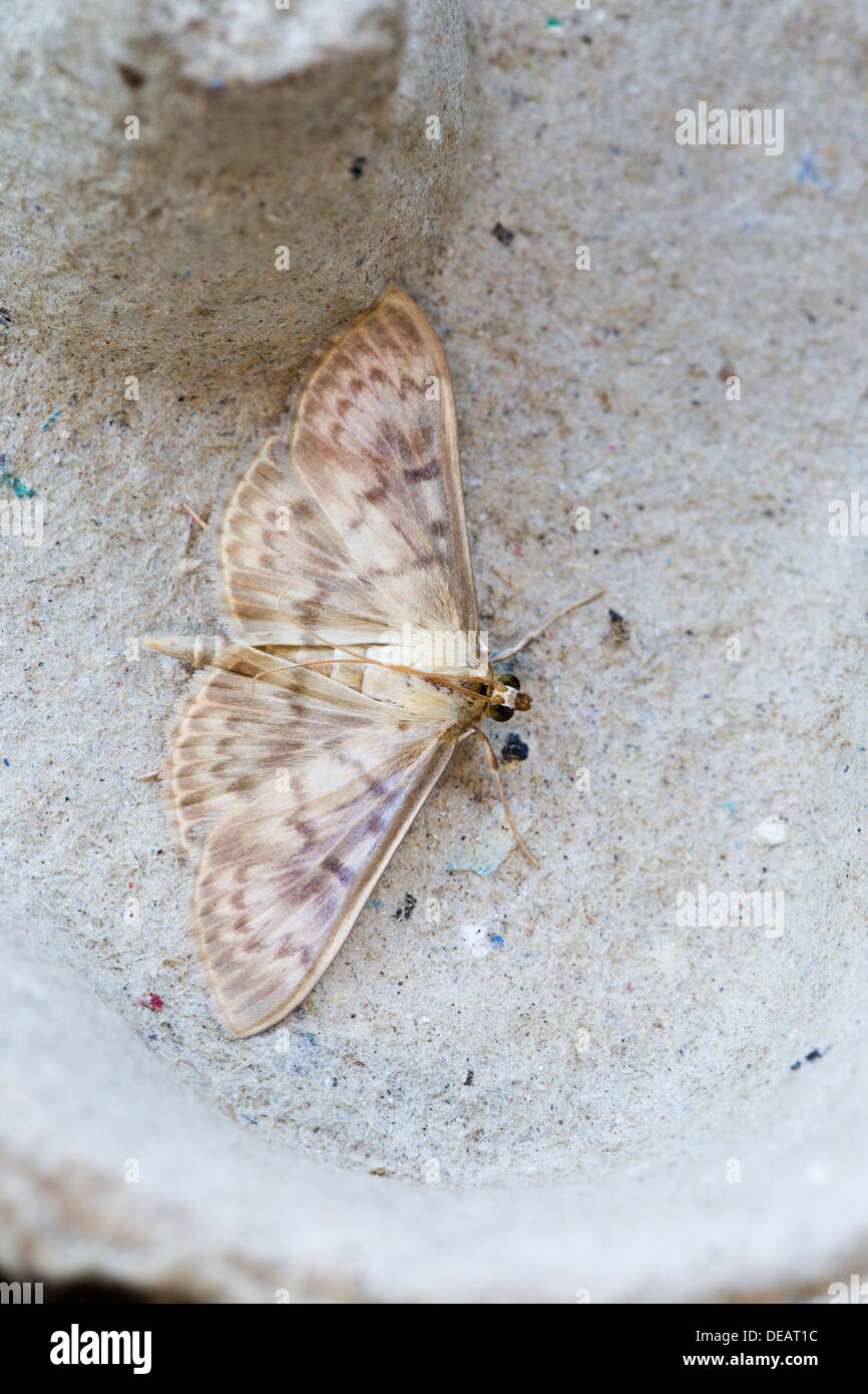 Mother of Pearl Moth; Pleuroptya ruralis; Summer; UK Stock Photo - Alamy