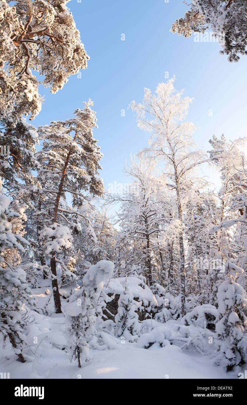 Pines full of snow hi-res stock photography and images - Alamy
