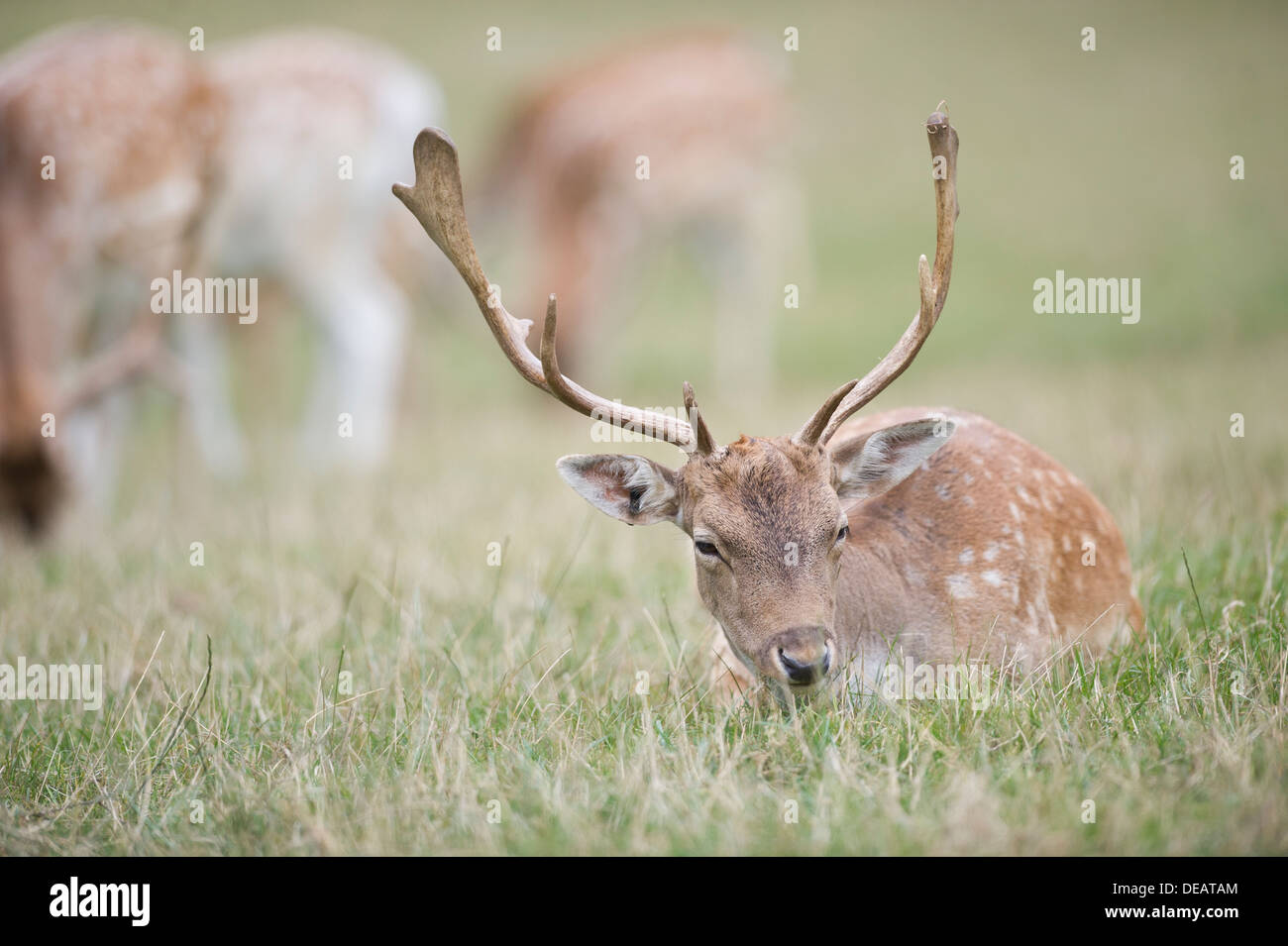 Fallow stag british hi-res stock photography and images - Alamy