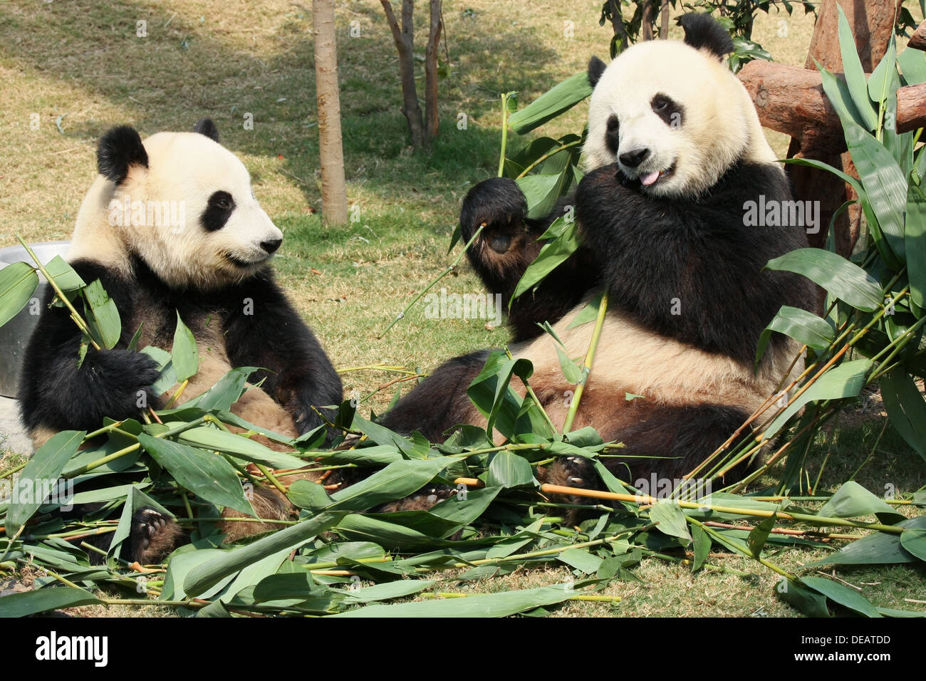Two giant panda eating Stock Photo - Alamy