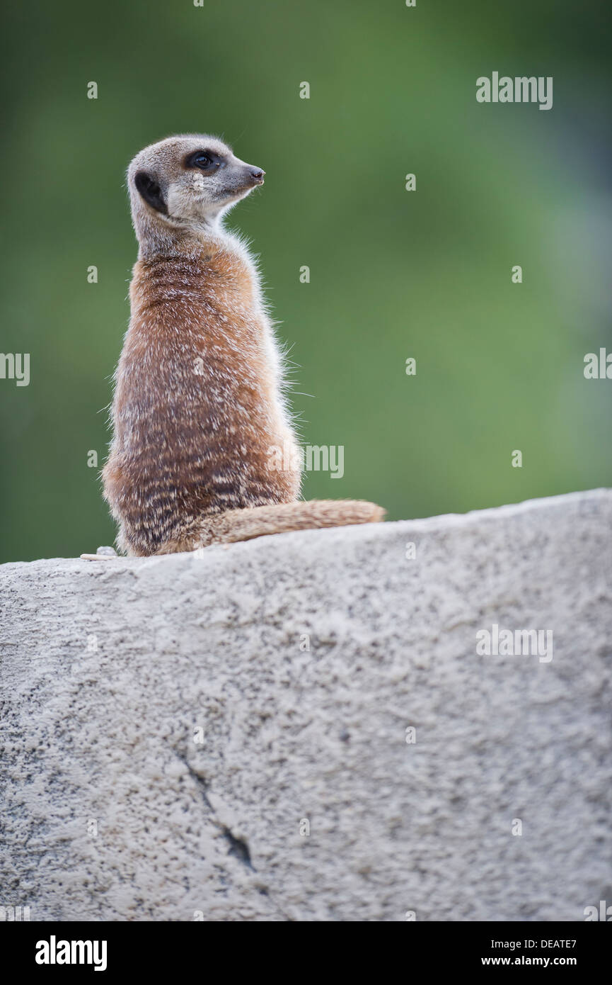 African meerkat hi-res stock photography and images - Alamy