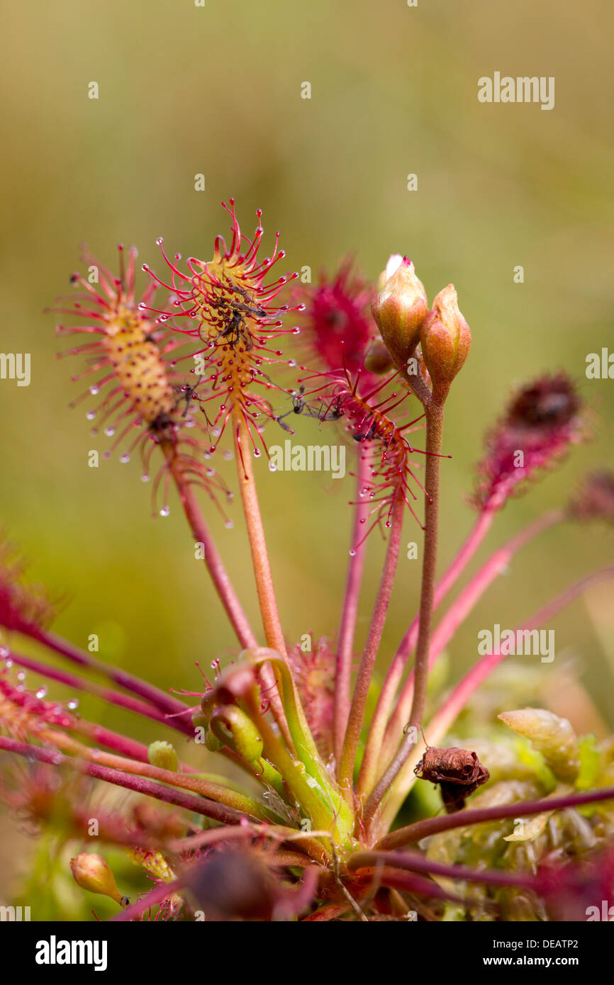 Oblong Leaved Sundew; Drosera intermedia; Flower; UK Stock Photo - Alamy