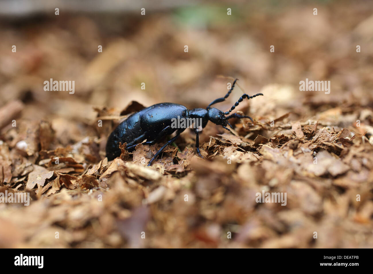 Oil Beetle; Spring; UK Stock Photo - Alamy