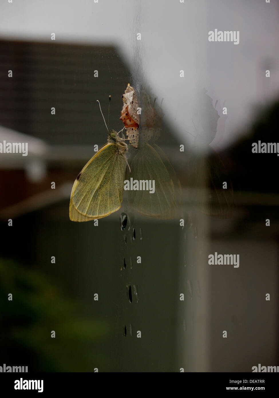 Butterfly drying wings having just emerged from pupa on a window ...