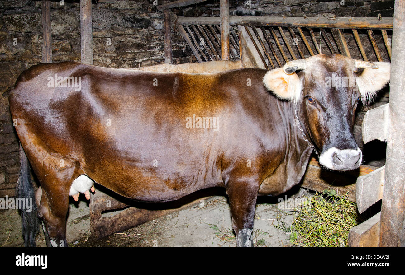 Cow muzzle hi-res stock photography and images - Alamy