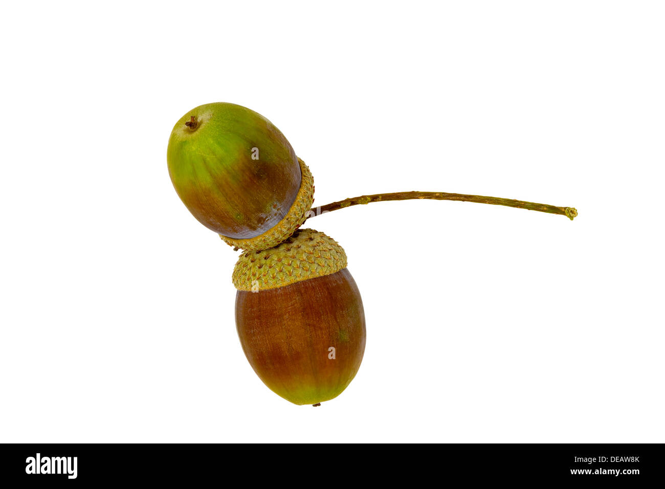 Acorn image hi-res stock photography and images - Alamy