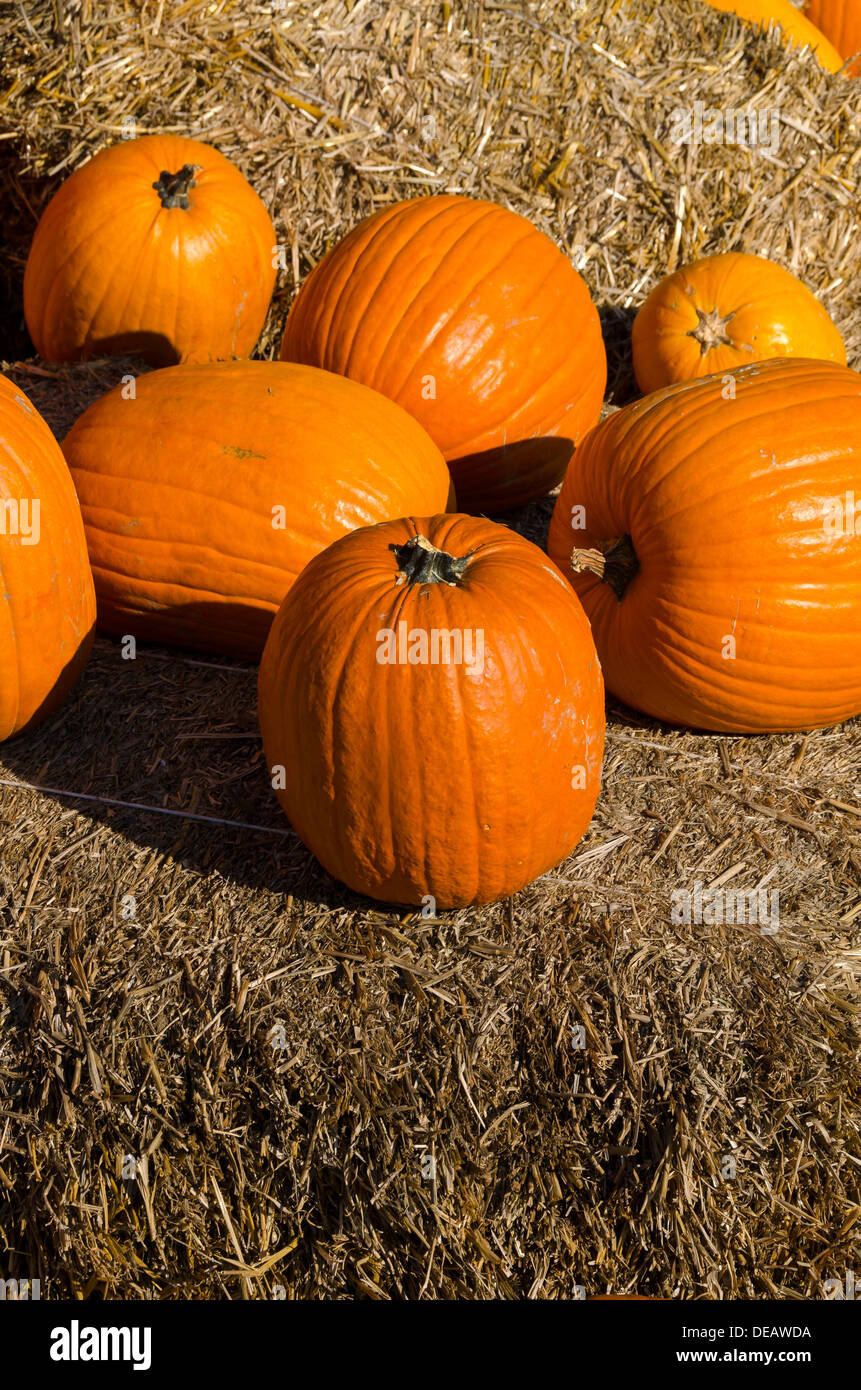 pumpkins and straw for halloween party Stock Photo - Alamy