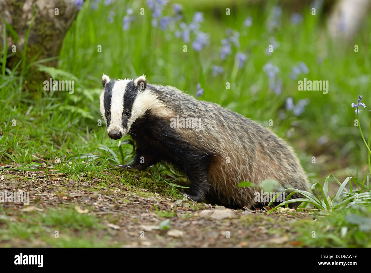 Badger den hi-res stock photography and images - Alamy