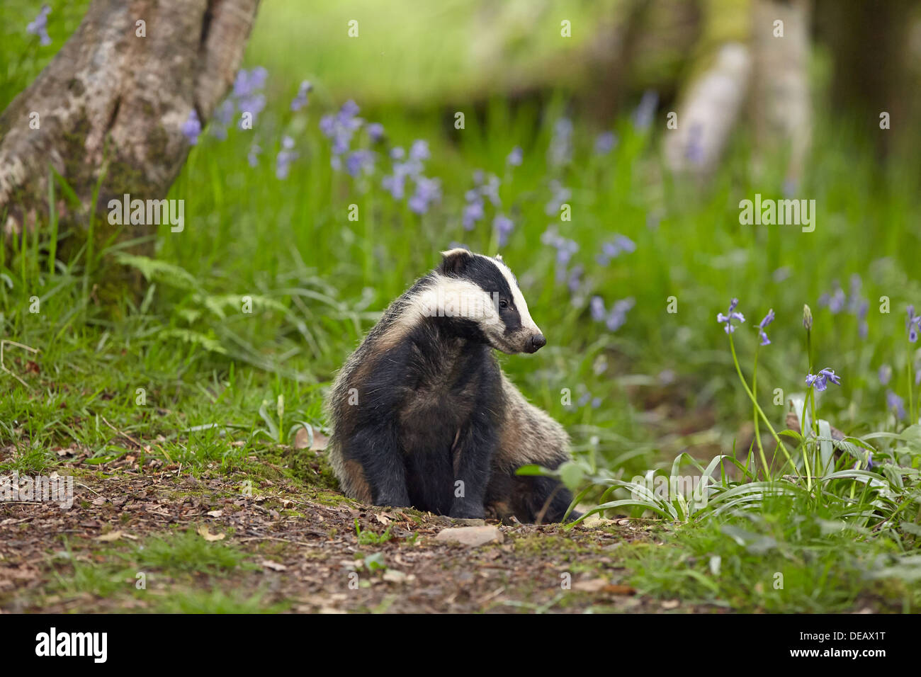 Uk badger hi-res stock photography and images - Alamy