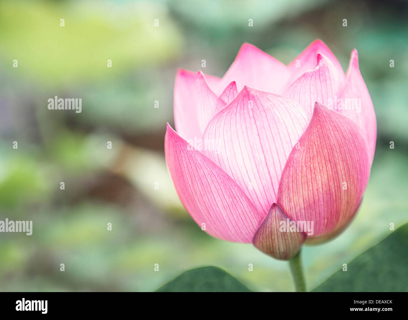 Lotus flower side view hi-res stock photography and images - Alamy