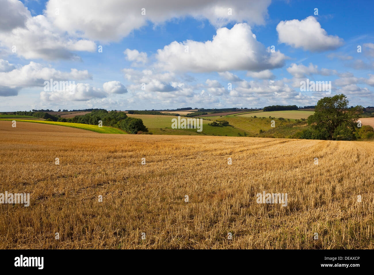 A Yorkshire wolds landscape with rolling hills and hedgerows under a ...