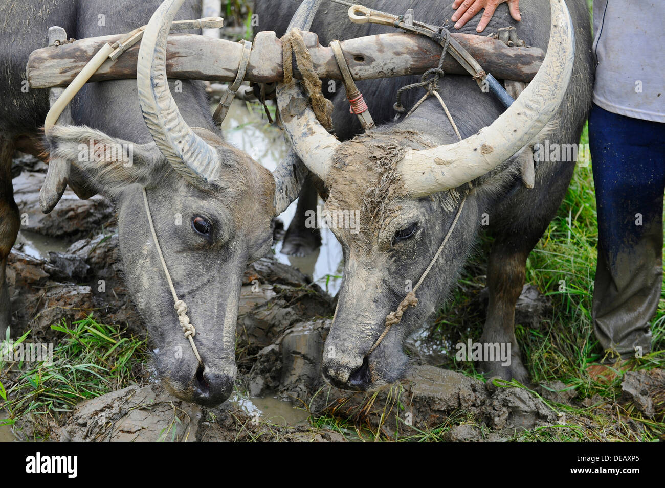 Vietnamese farmer using oxen to plough a paddy field Stock Photo - Alamy