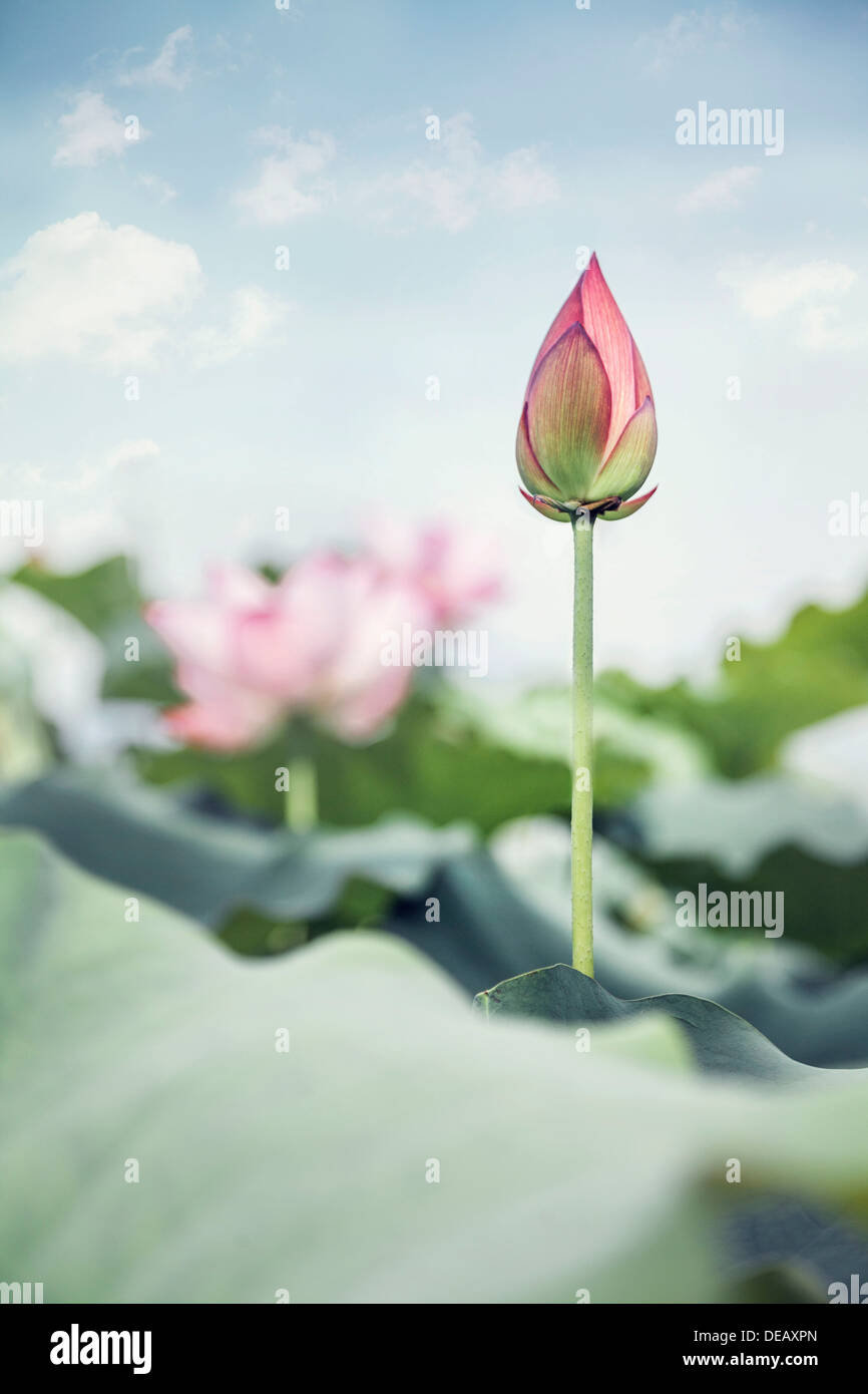Lotus flower side view hi-res stock photography and images - Alamy
