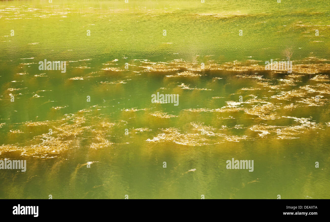 Swamp green hi-res stock photography and images - Alamy
